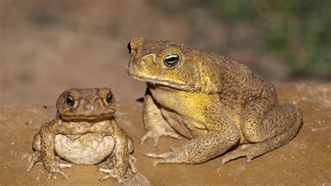 Cane Toad Genome Sequencing Makes Tailor Made Control Viruses A Possible Solution For Australia