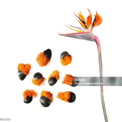 Flower And Seeds Of Strelitzia Reginae Or Bird Of Paradise Plant