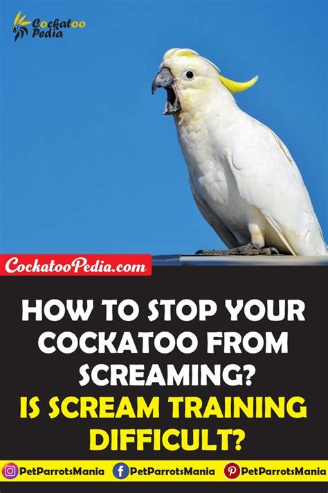 Stop Your Cockatoo From Screaming Effective Scream Training Tips