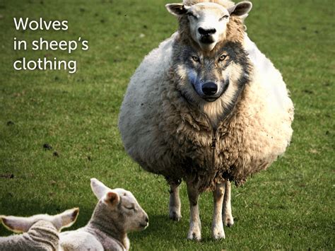 Wolf In Sheeps Clothing Wallpapers Wallpaper Cave