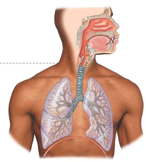 Bioe 3100 Exam 4 Diagram Quizlet