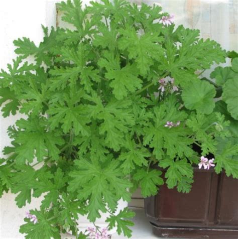 Забравената рецепта на Петър Димков лекува тумори и диабет Вижте я За Жената