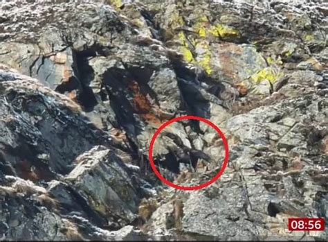 فیلم لحظه پرواز دو عقاب و شکار حیرت انگیز بز کوهی