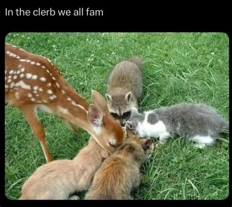 Classic Memes 25 20241021 Thunder Dungeon The Funniest Memes Period