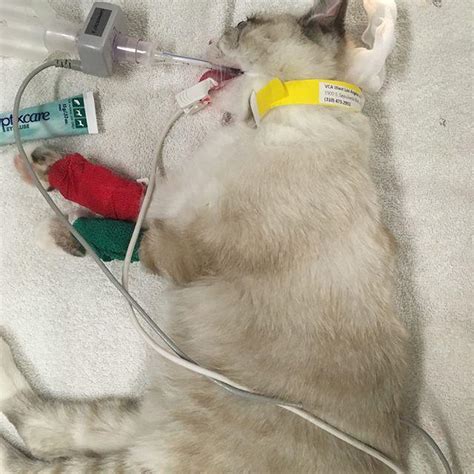 重病小貓被遺棄，被愛心網友救治，眼神讓人心疼 每日頭條