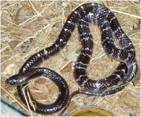 Common Krait Snake