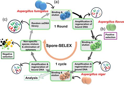 Biosensors For Detection Of Airborne Pathogenic Fungal Spores A Review Nanoscale Rsc