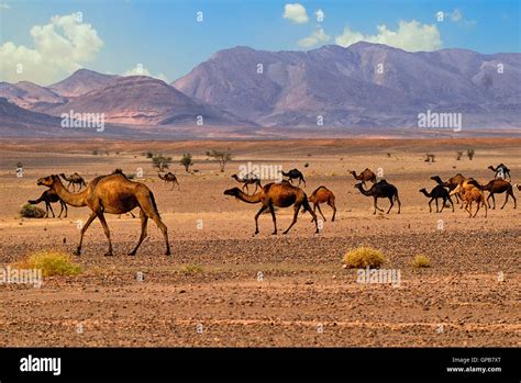 A Herd Of Dromedary Camels In Sahara Desert Morocco Africa Stock