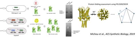 Pliotas Group Paper In Acs Synthetic Biology