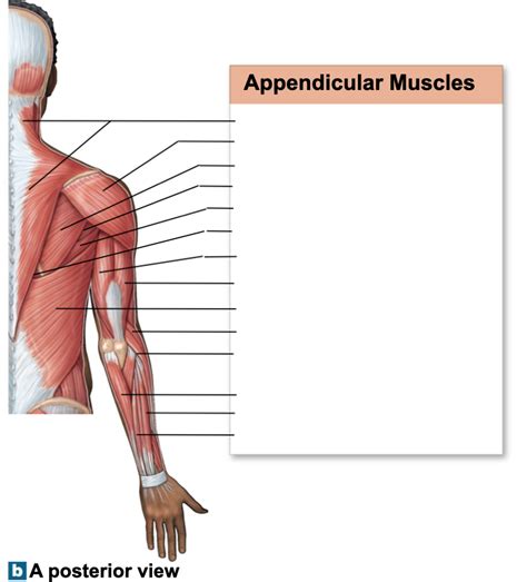 Human Arm Muscles Posterior Diagram Quizlet