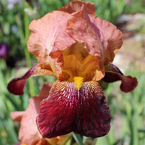 Iris G Howard Weed Slovensketrvalky Sk Slovensketrvalky Sk