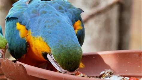 طائر البغبغان Youtube