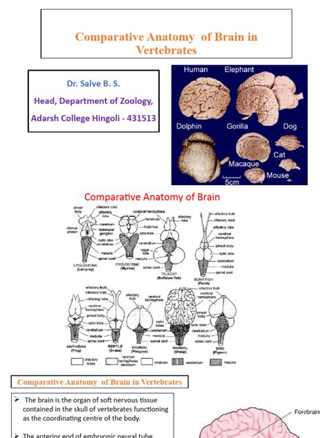 Comparative Anatomy Of Vertebrate Brains Pdf Cerebrum Brain