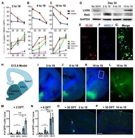 Directed Differentiation And Functional Maturation Of Cortical Interneurons From Human Embryonic