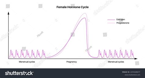 Female Hormones Lifestyle Graph Estrogen Progesterone Stock Vector