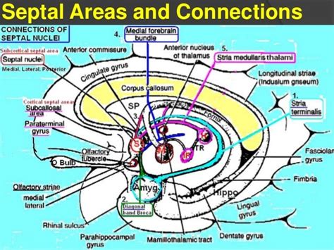 Basal Forebrain Components Schizophrenia Limbic Connections San