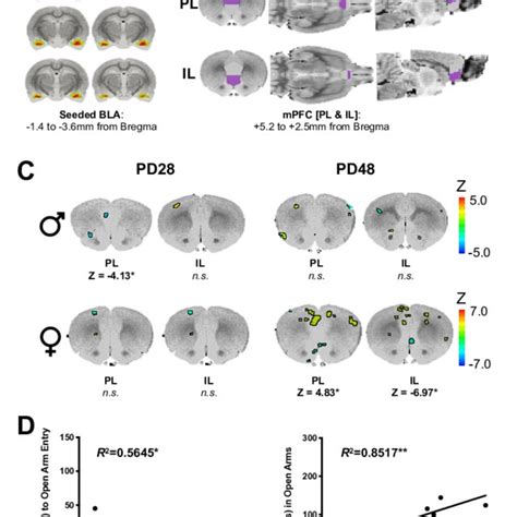 Effects Of Els On Bla Pfc Functional Connectivity Are Sex Specific And Download Scientific