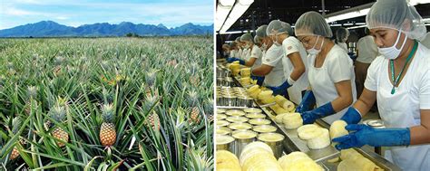 Del Monte Philippines About Us Markets And Operations