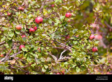 Apple Tree Loaded With Red Apples Stock Photo Alamy