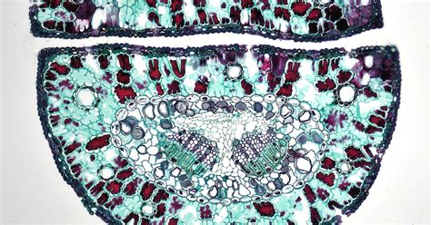 How Bioinformatics Applications Transforming Biology And Healthcare