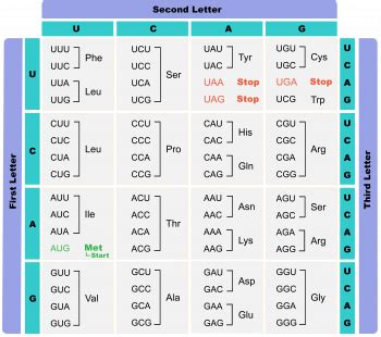 Using The Genetic Code The Evolution And Biology Of Sex