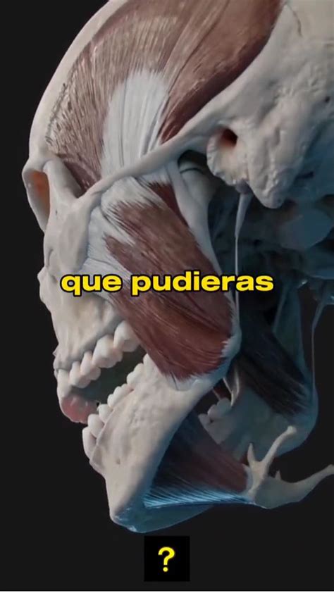 Datos Curiosos Que Seguro No Sabias