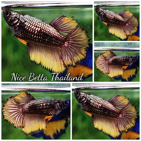 Dragon Betta Fish For Sale