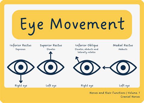 Cranial Nerve Revision Flashcards Card Game Medical Revision 140 Cards Digital Download Etsy Cranial Nerve Revision Flashcards Card Game Medical Revision 140 Cards Digital Download Etsy