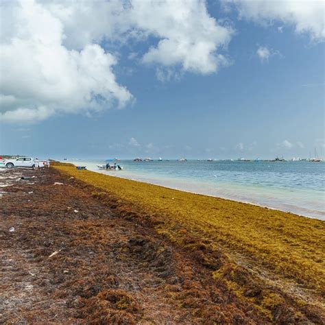 Uncollected Sargassum Seaweed Covers Some Tulum Beaches Cancun Sun