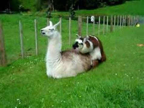 LLama Mating YouTube