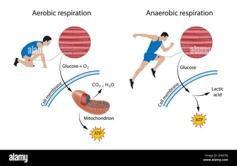 Anaerobic Respiration Artofit