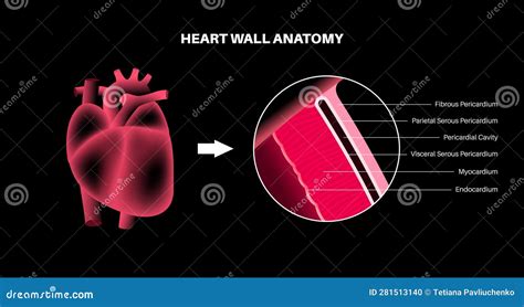 Parietal Pericardium