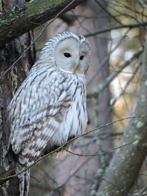 Неясыть виды картинки и фото Poknok Art