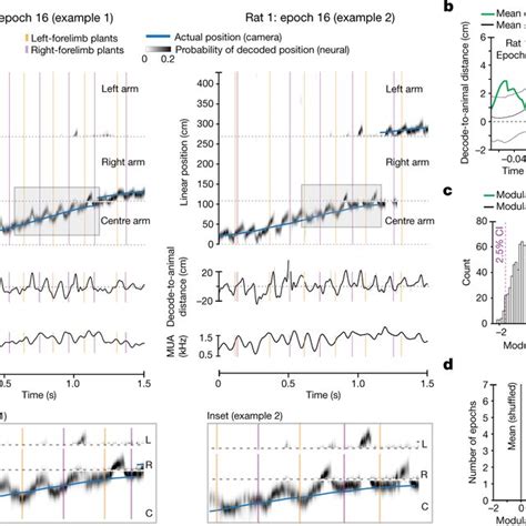 Synchronization Between Hippocampal Spatial Representations And