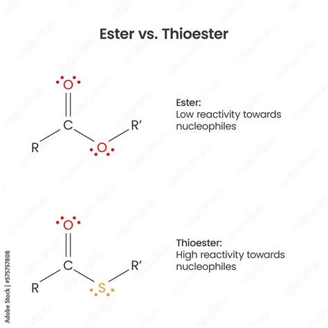 What Is Ester Linkage In Biology At Kathy Carter Blog