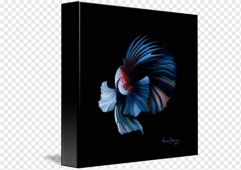 음식으로 치킨 샴 싸우는 물고기 닭 대장균 꽃 Png Pngwing