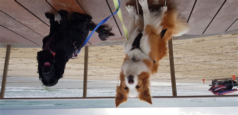 Quest Robina Au 174 2022 Prices And Reviews Photos Of Hotel Tripadvisor