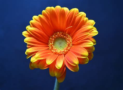 Germini ดอกไม้ ส้ม ภาพฟรีบน Pixabay Pixabay