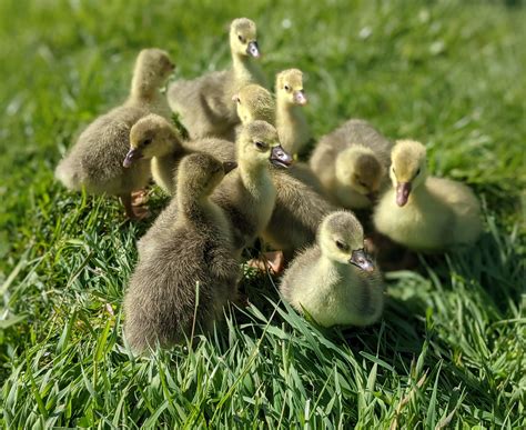 On Pasture Grass Fed Gosling Mowers Forged Mettle Farm