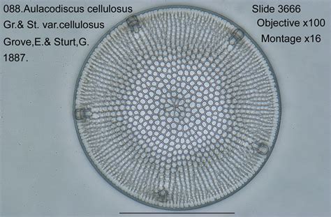 Oamaru Diatoms 088 Aulacodiscus Cellulosus