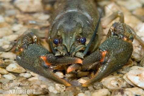Écrevisse à Pattes Rouges Photographie
