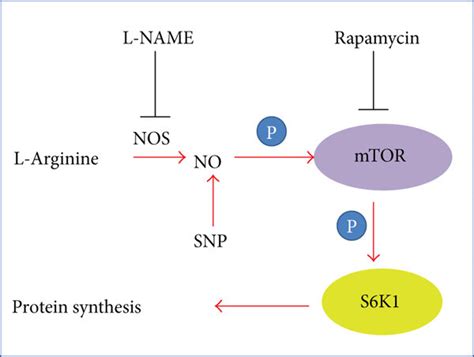 The Working Model Of L Arginineno In Muscle Protein Synthesis L Name Download Scientific