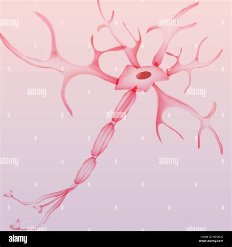 Neuron Nerve Cell Stock Vector Image And Art Alamy