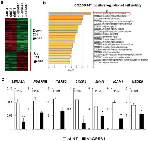 The Lactate Sensor Gpr81 Regulates Glycolysis And Tumor Growth Of