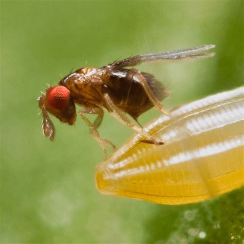 Trichogramma Sus Beneficios En Cultivos