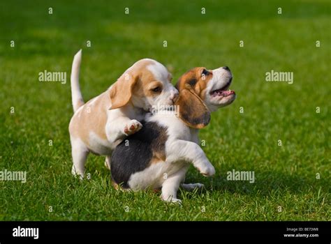 Are Beagles Playing Or Fighting