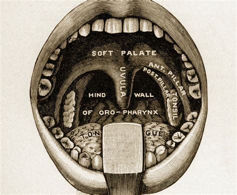 Uvula Structure And Function