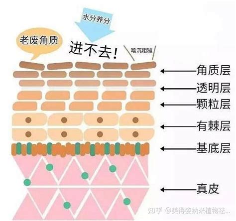 “去角质”真的可以让皮肤更好吗？ 知乎