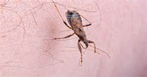 Całujące Robaki Żerują W Okolicy Ust Szybko Się Rozprzestrzeniają I