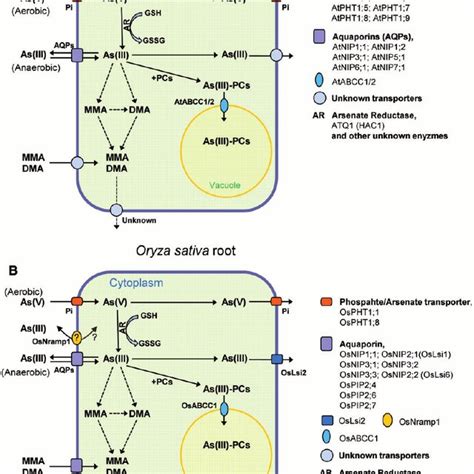 Pdf Arsenic Uptake And Translocation In Plants
